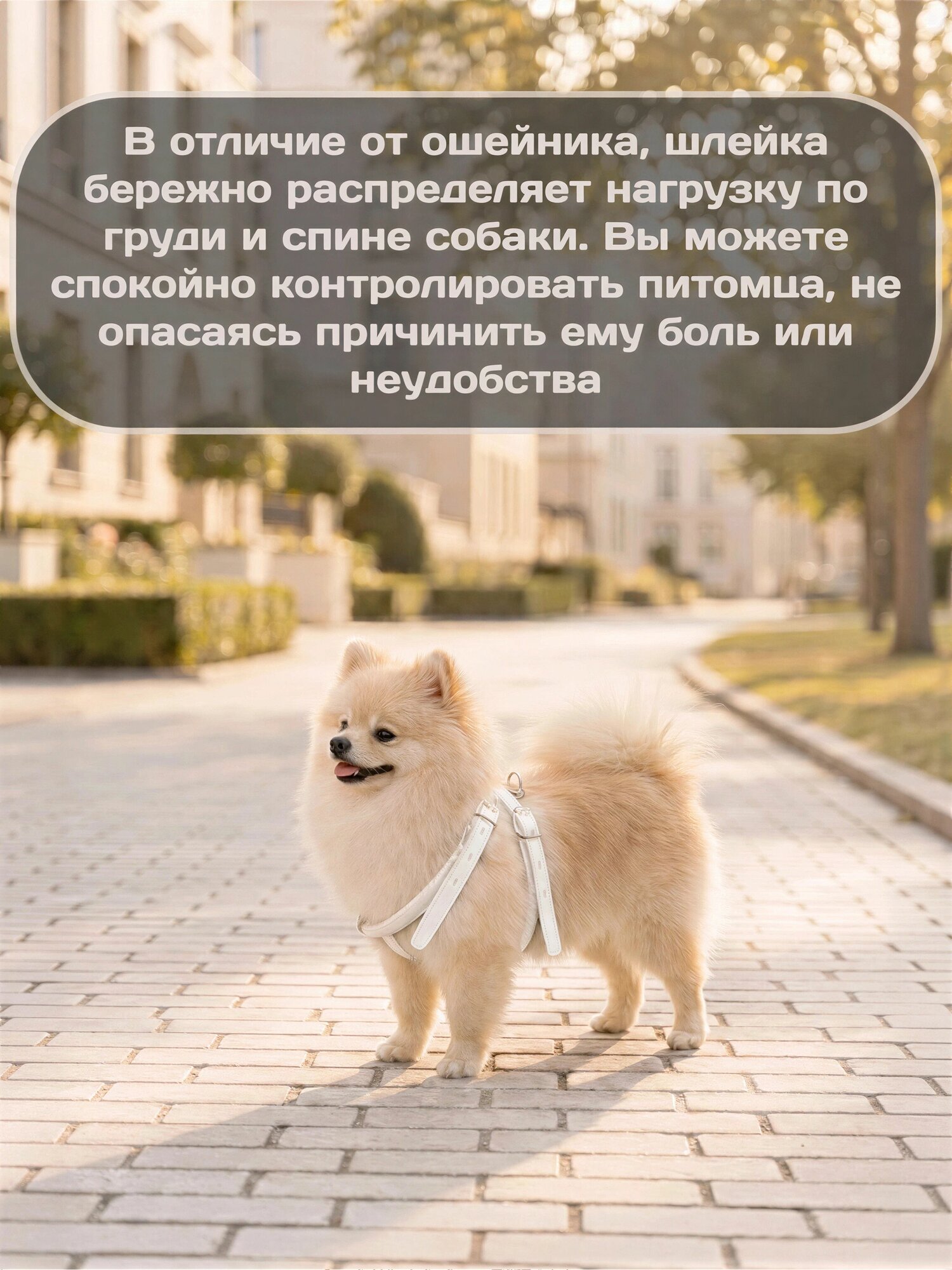 Шлейка кожаная для шпица — фото 1