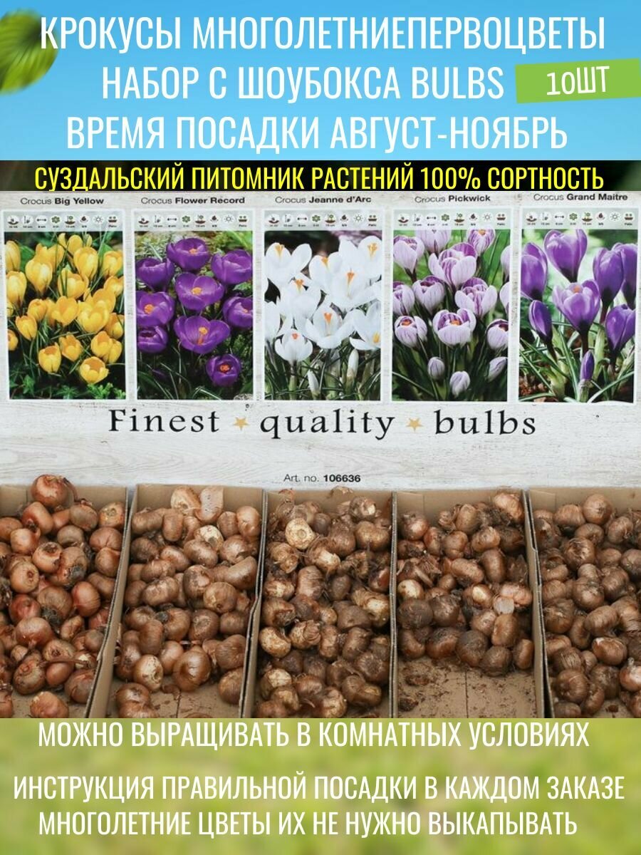 Крокус микс с шоубокса "Bulbs" 10 шт