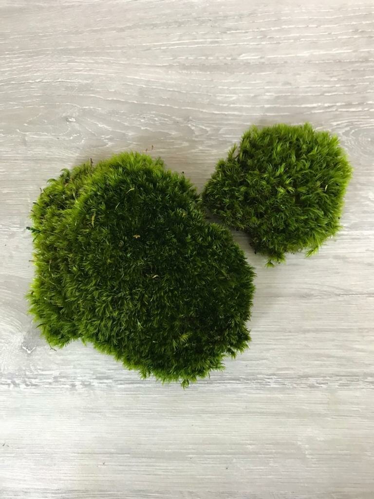 Стабилизированный мох кочка пушистая 100 гр цвет №3 (желто-зеленый)