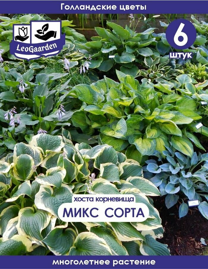 Хоста Корневище, Микс сортов, 6шт.