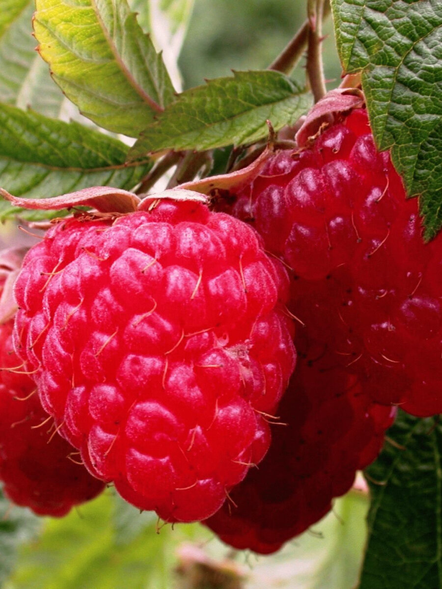 Малина ремонтантная Евразия (1 шт) / морозостойкий сорт малины