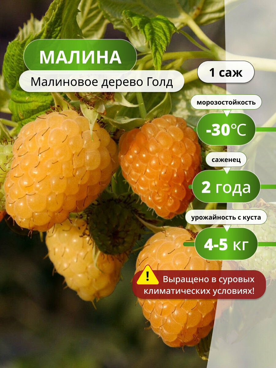 Малиновое дерево Голд / 1 шт, морозостойкий сорт, желтый цвет