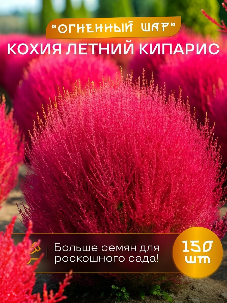 Кохия летний кипарис пламя огненный шар 150 шт. семян сертифицированные