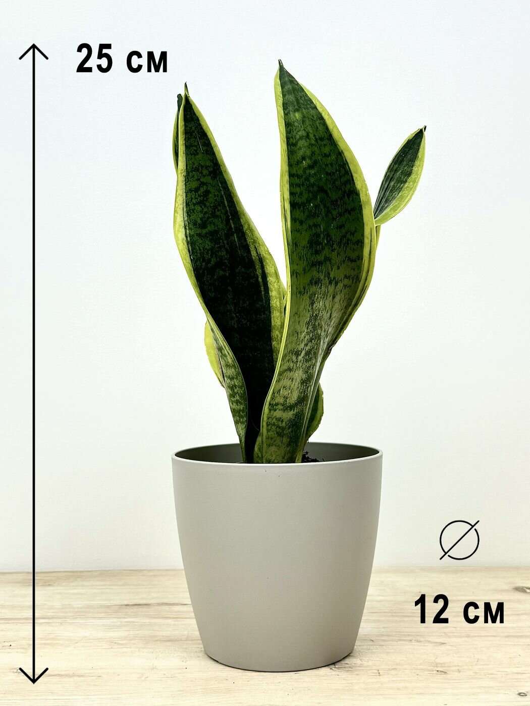 Сансевиерия Лауренти в сером пластиковом кашпо, высота композиции 25 см
