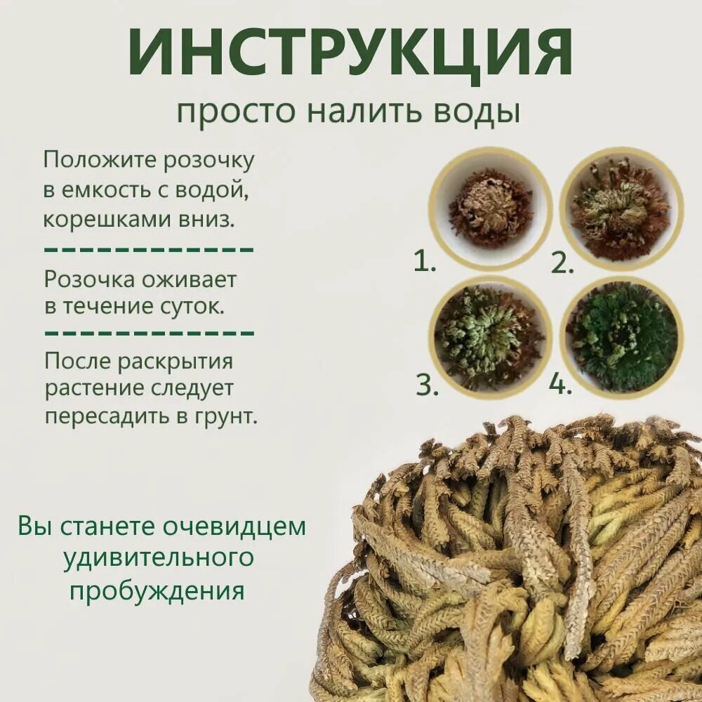 Сухоцветы, 2 шт — фото 1