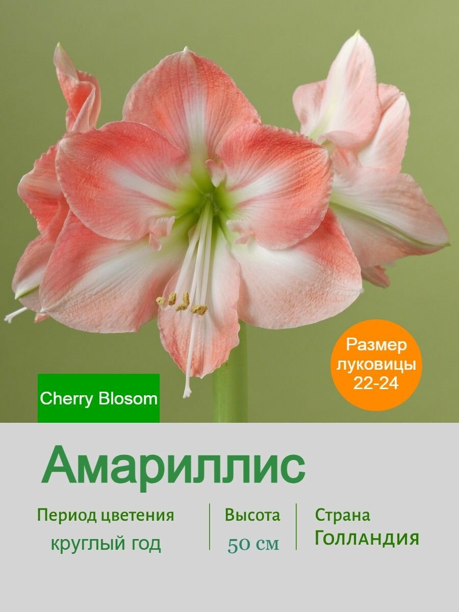 Амариллис Черии Блоссом (Cherry Blosom) луковица 1 шт. Сотка