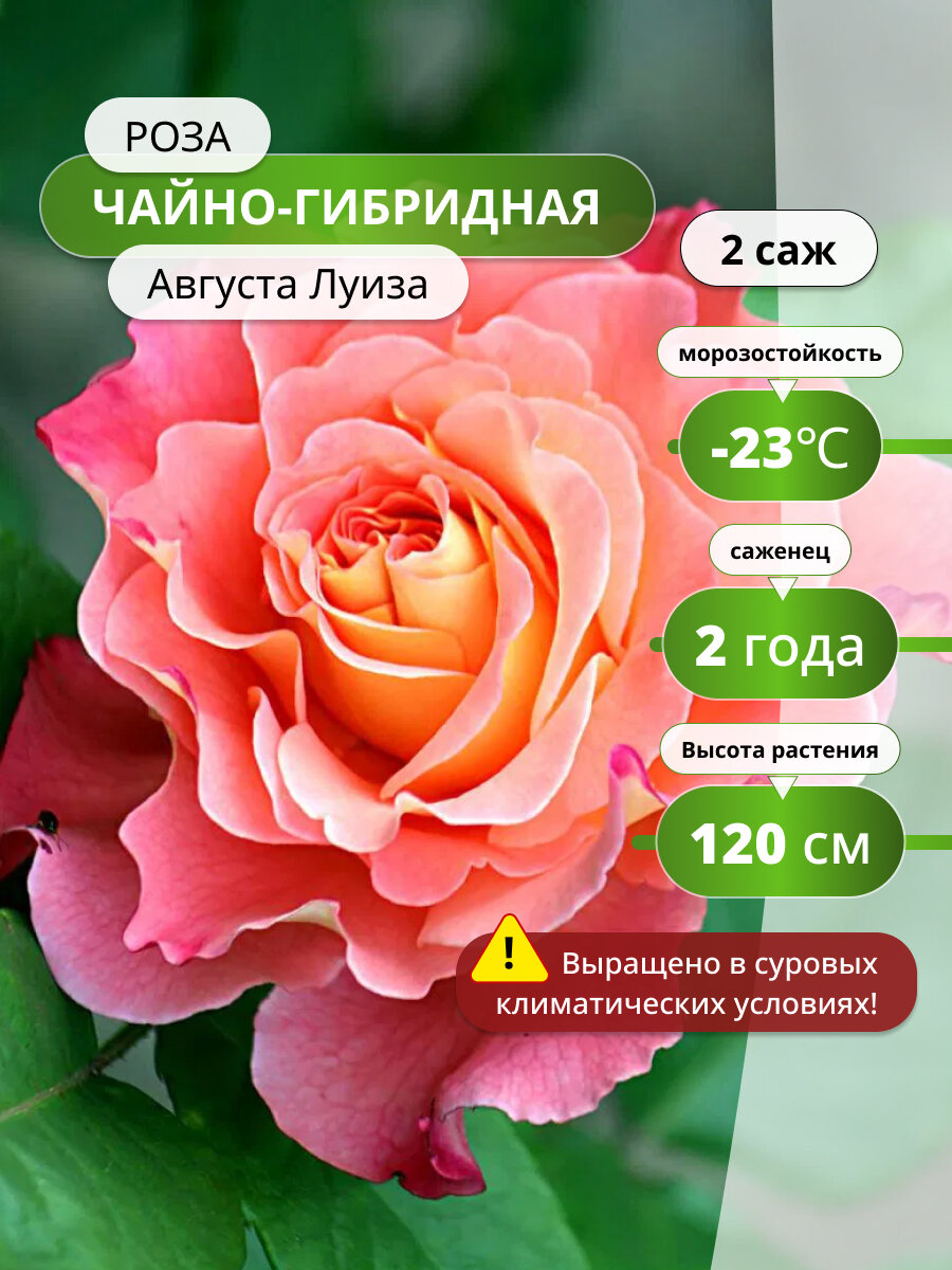 Роза чайно-гибридная Августа Луиза (Augusta Luise) / 2 шт, роз