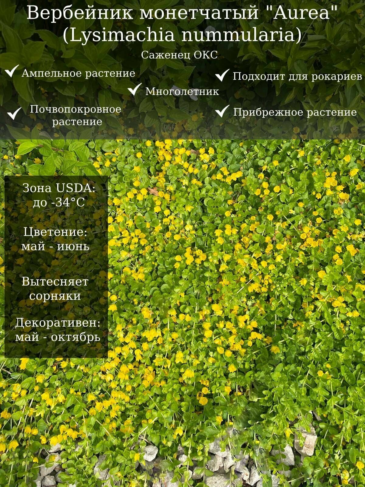 Вербейник монетчатый "Aurea" (Lysimachia лизимахия)