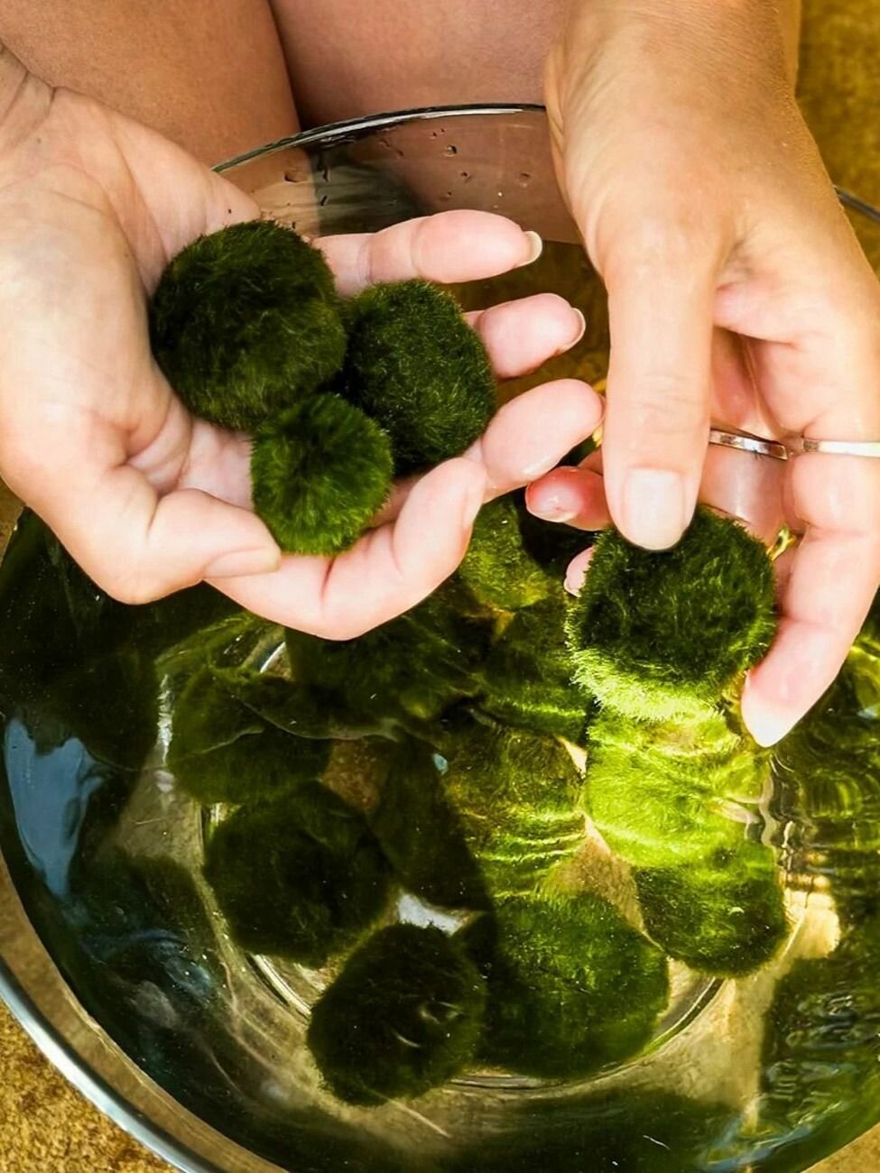 3 шт. Набор для аквариума: живые водные растения в экобутылках, шарики Chlorophyta Bullulae, декор для ландшафтного дизайна (опт)