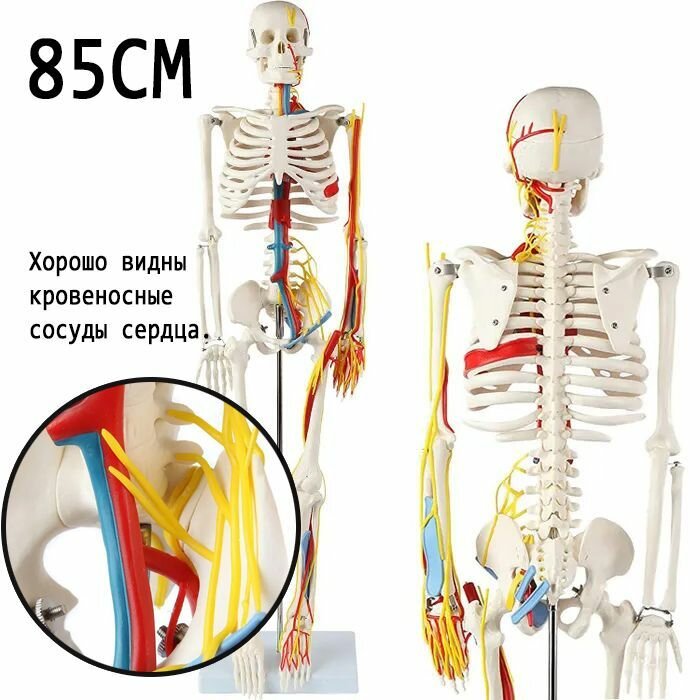 Скелет человека, анатомическая модель для детей, строение тела, точная копия, 85см