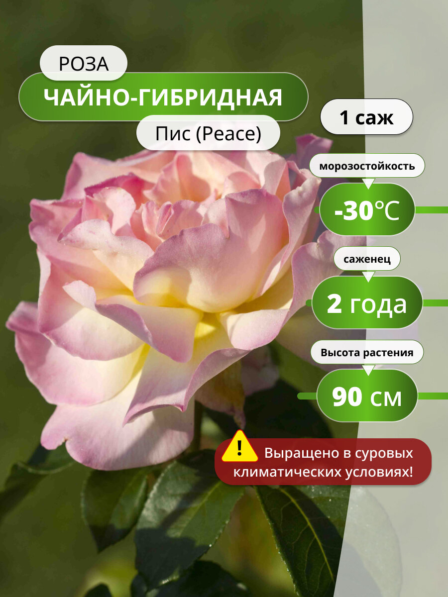 Роза чайно-гибридная Пис розы, многолетнее, розовый, кремовый
