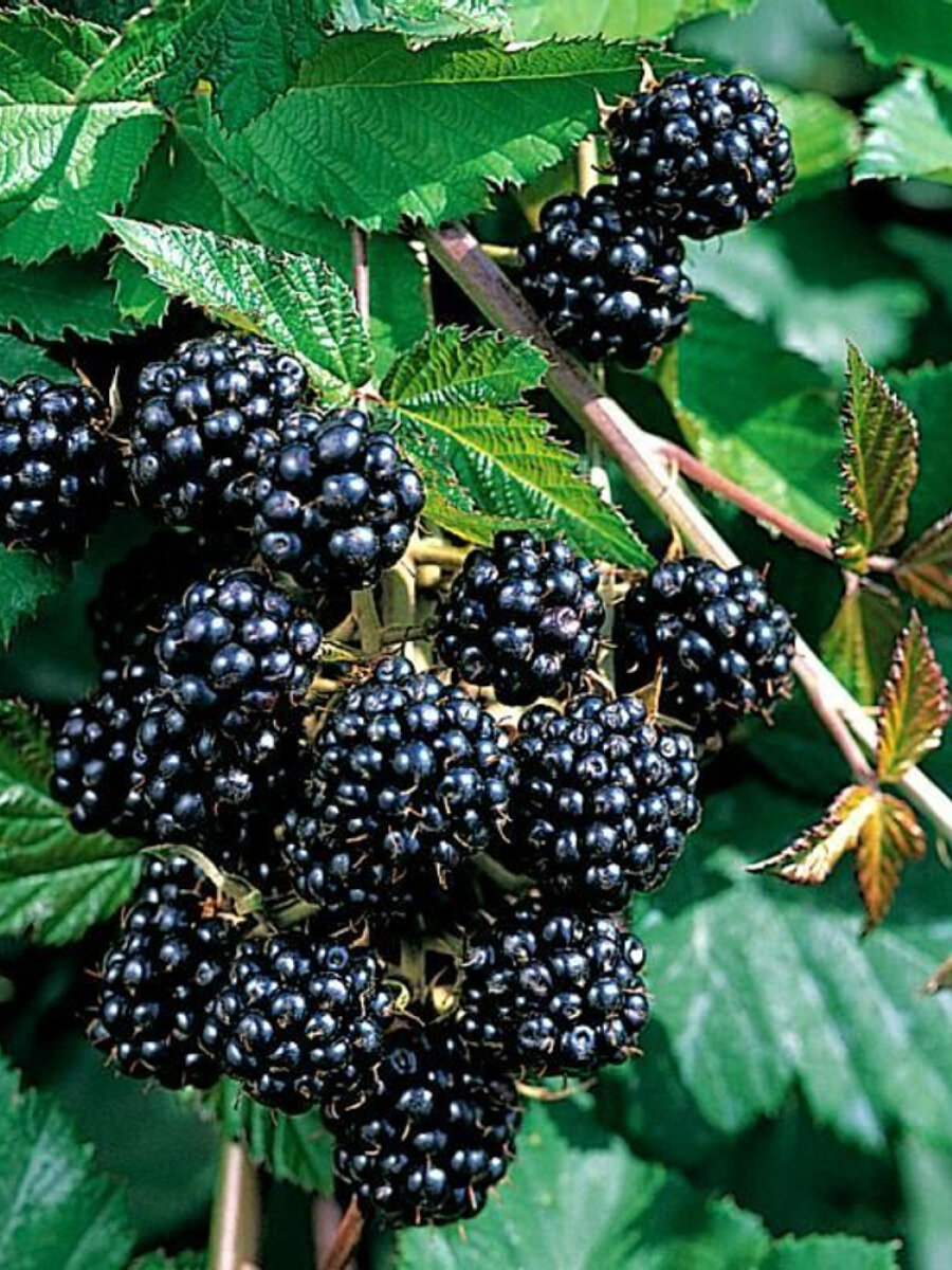 Ежевика Газда 1 шт , раннеспелая, многолетняя, ЗКС, 1,5 - 2 года, цвет черный