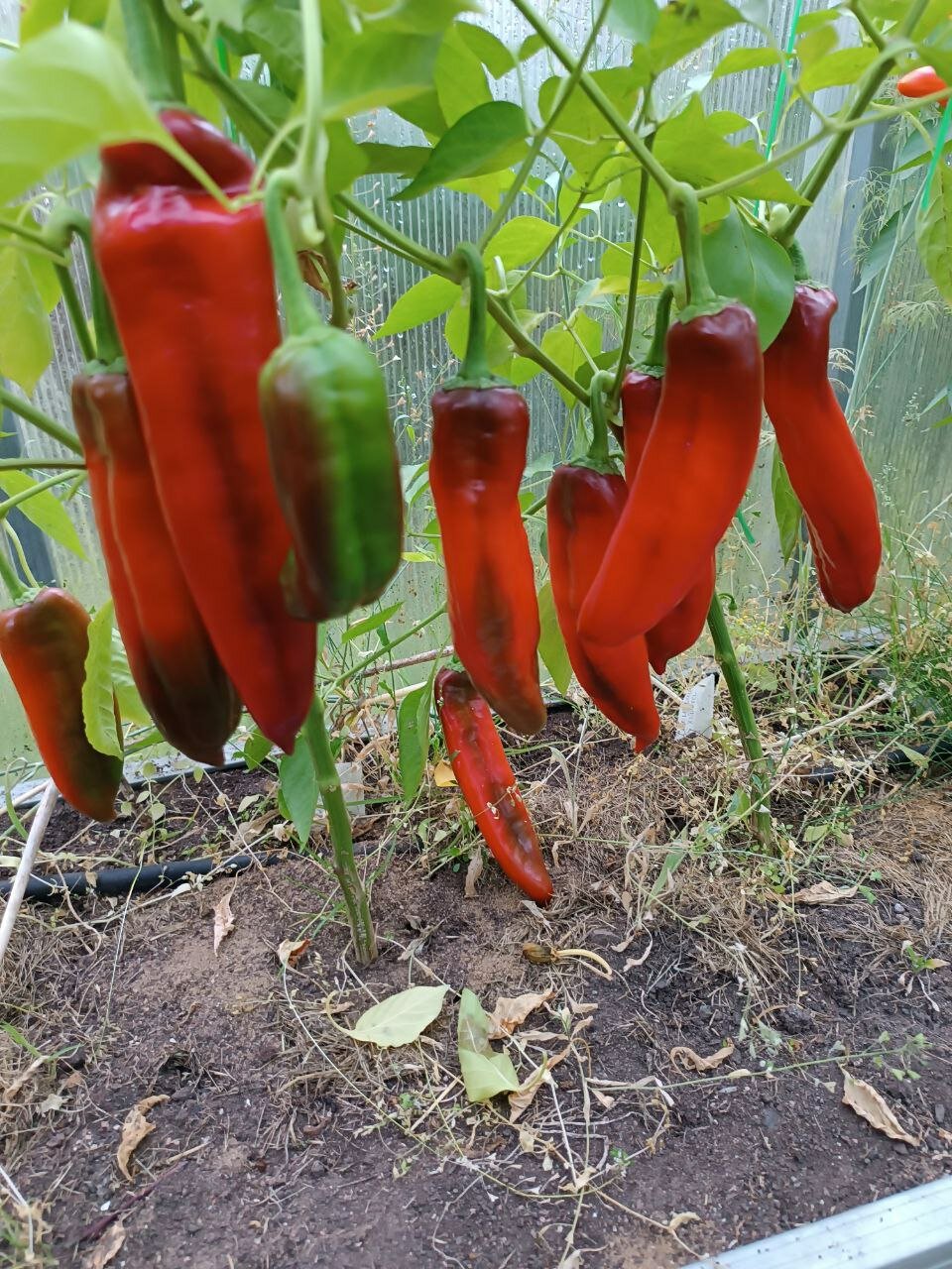 Семена перца "Слоновий хобот", сладкий, неприхотливый, урожайность, низкорослый