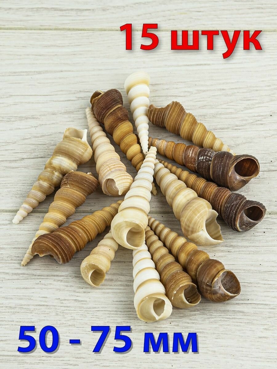 15 шт. Природные материалы Морские ракушки Turritella terebra