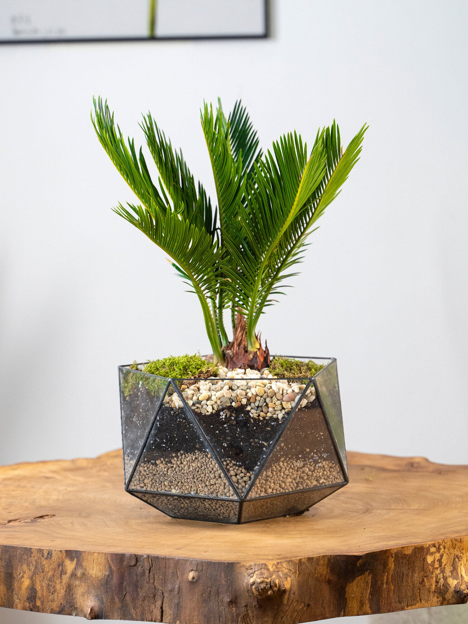 Geo Glass: Цикас домашний в кашпо , домашняя пальма в стильном кашпо из стекла