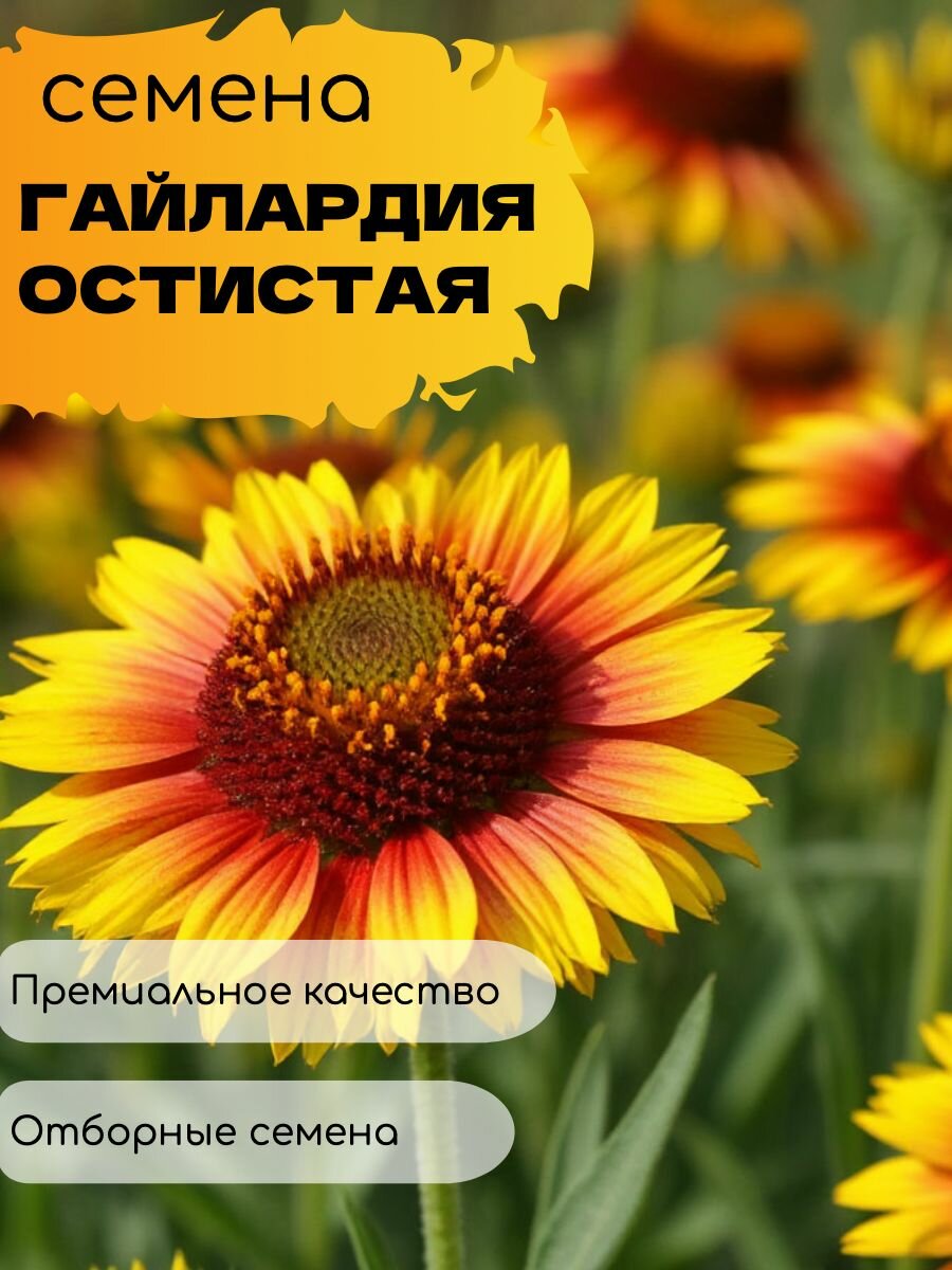 Гайлардия остистая, многолетняя, морозостойкая 15шт + подарок