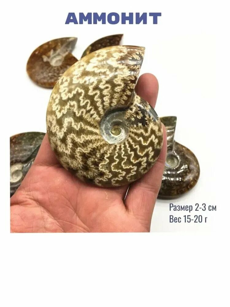 Аммонит окаменелость натуральный камень коллекция ручной работы