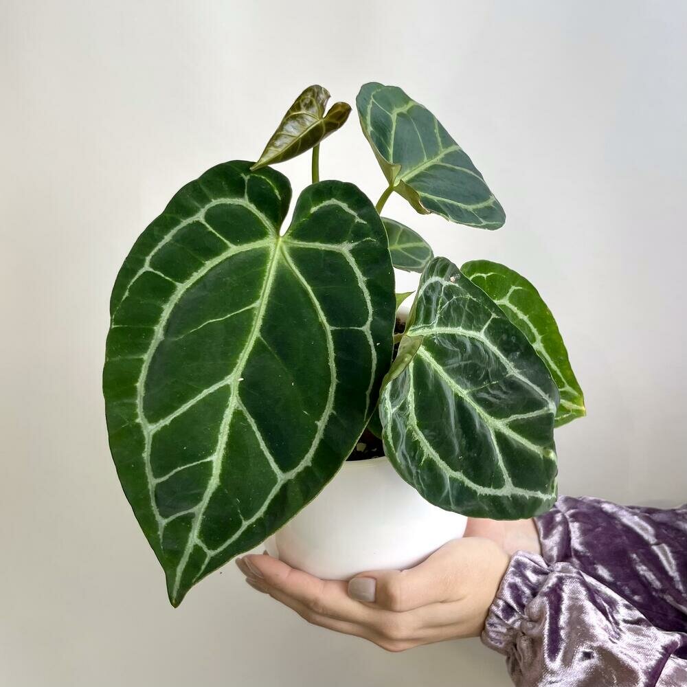 Комнатное растение живое, Антуриум Кристаллинум, хрустальный в пластиковом кашпо, 28 см