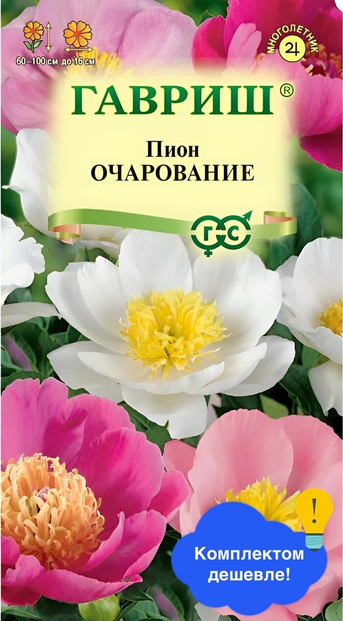 Цветы Пион средний Очарование