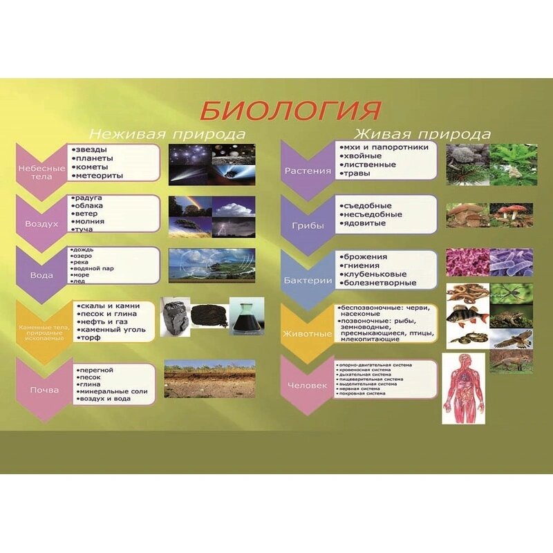 Плакат - таблица БиологияЖивая и неживая природа (1x0,7)