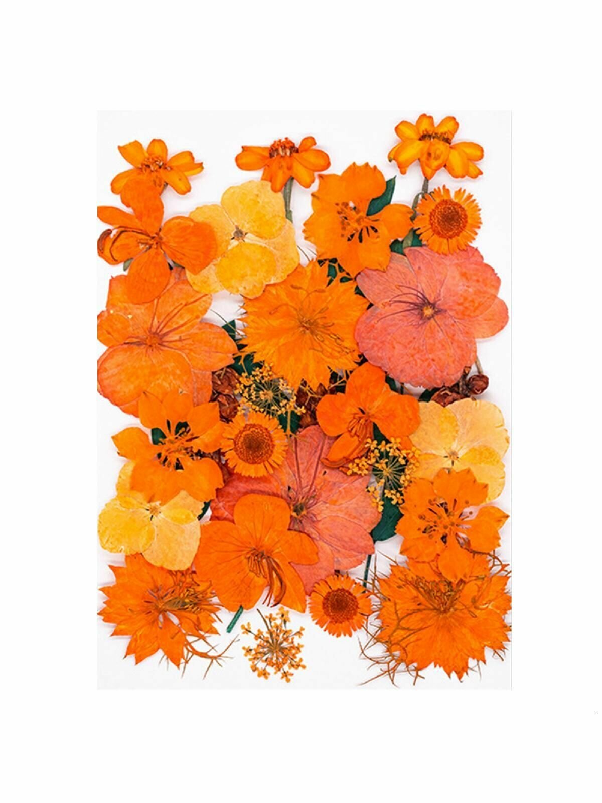 Стабилизированныецветы,1 упаковка из 30 штук, серия Xiaoxia, сухоцветы, материал для поделок, упаковка с тиснением "вечный цветок"-G type