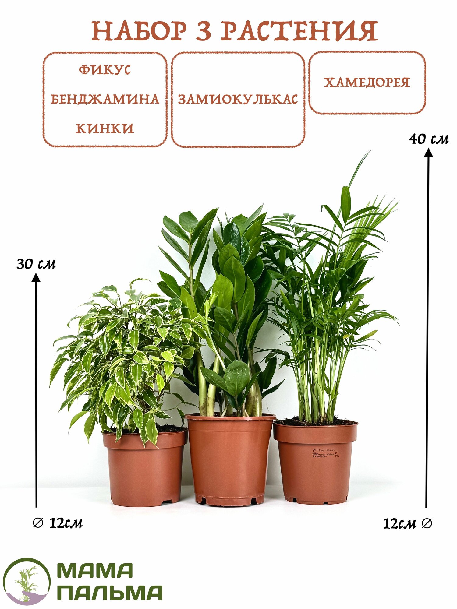 Набор 3 растения Замиокулькас Пальма Хамедорея Фикус Бенджамина Кинки в горшке D12 (живые растения)