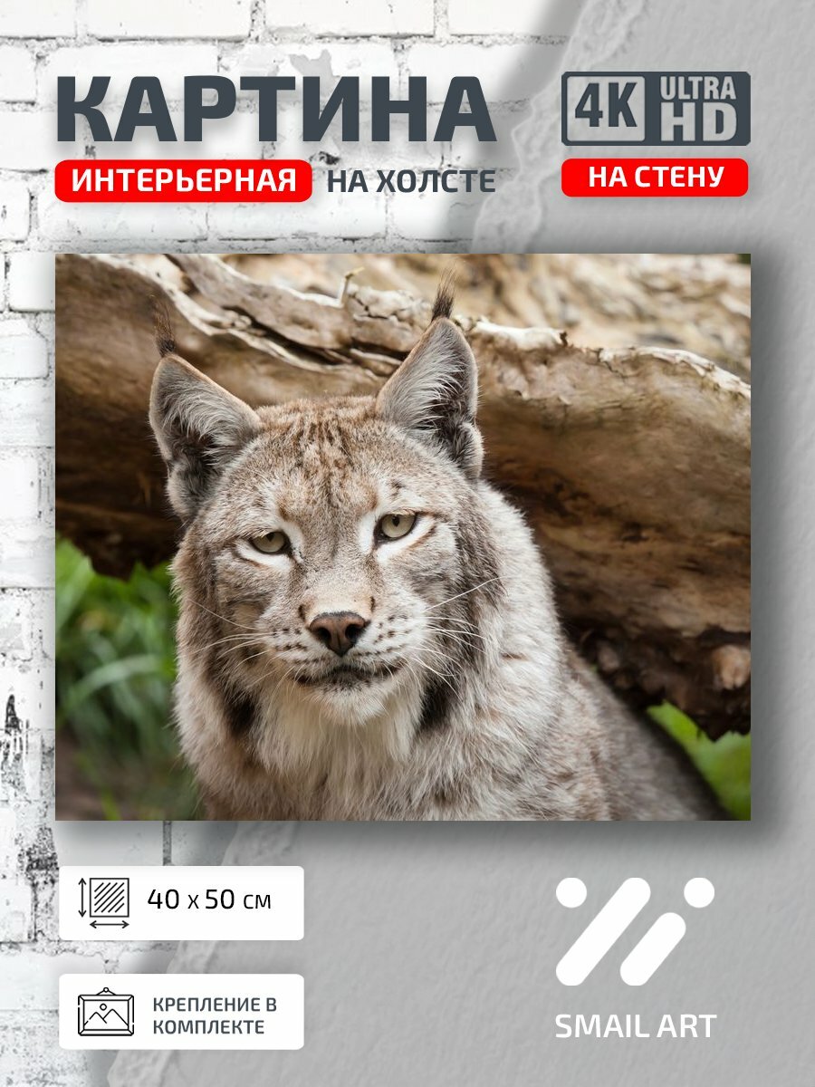 Картина на холсте интерьерная 40 на 50 на стену Рысь Landscape для кафе пейзаж интерьер