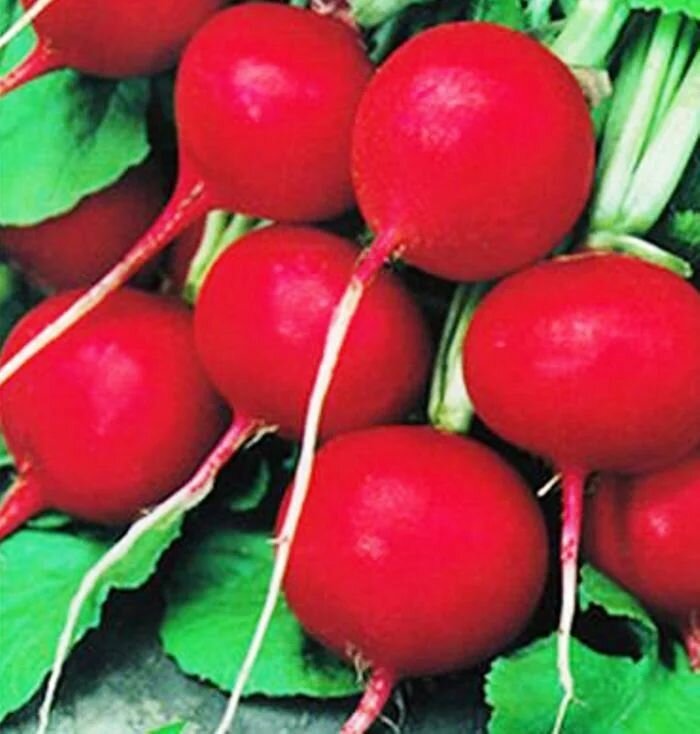 Коллекционные семена редиса Игорек