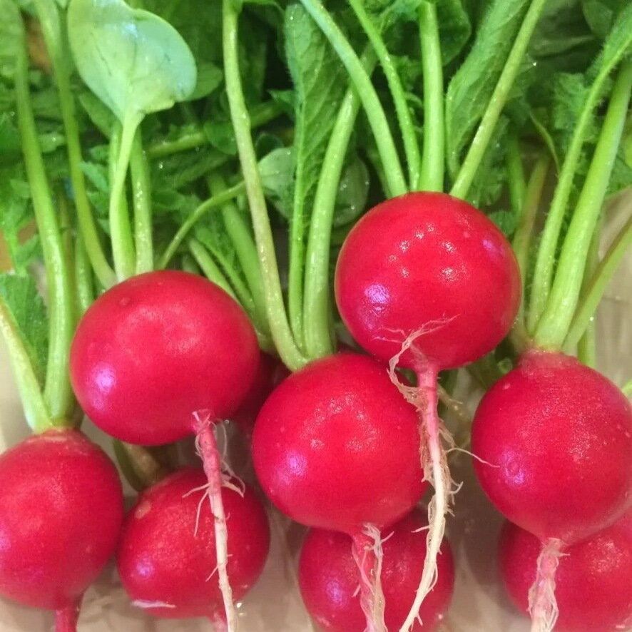 Коллекционные семена редиса Черриэт F1