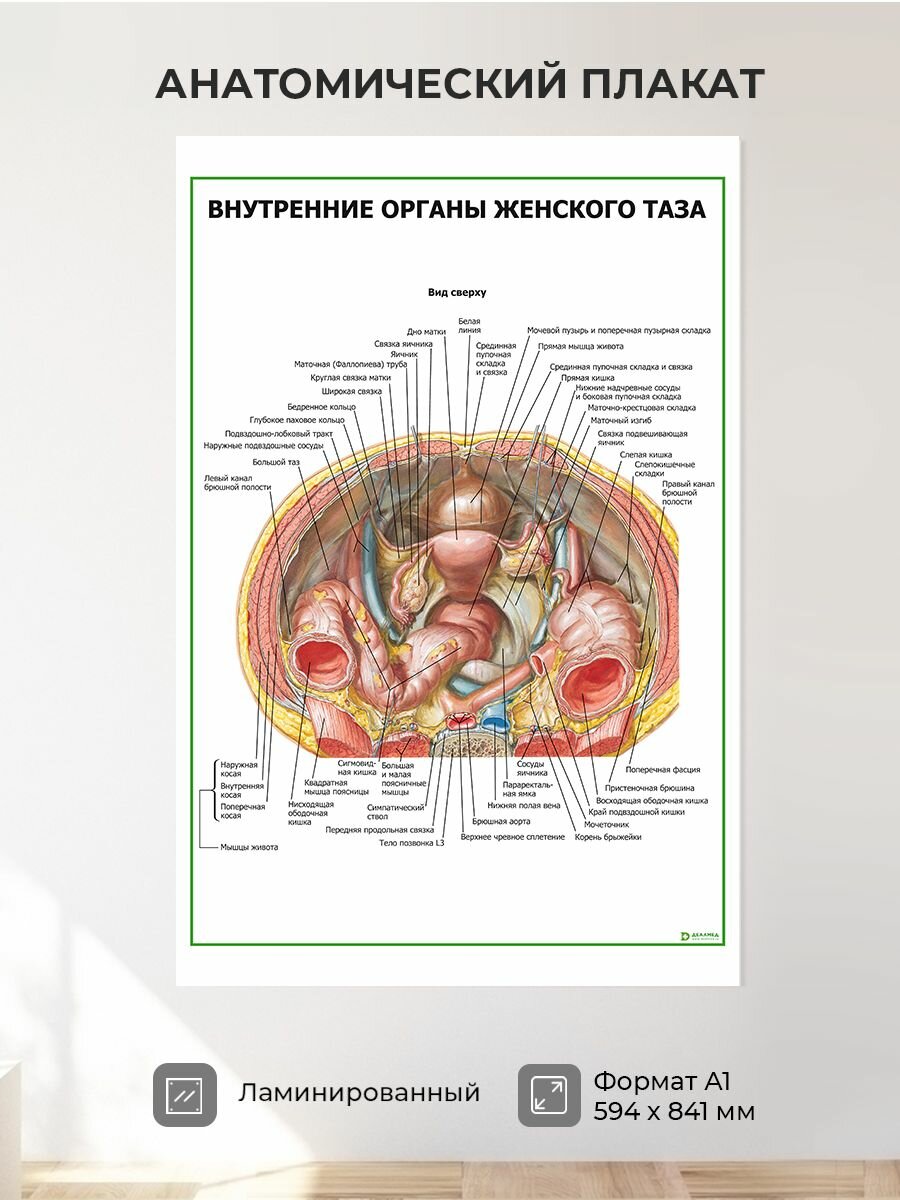 Обучающий медицинский плакат ламинированный формат А1 Внутренние органы женского таза, вид сверху