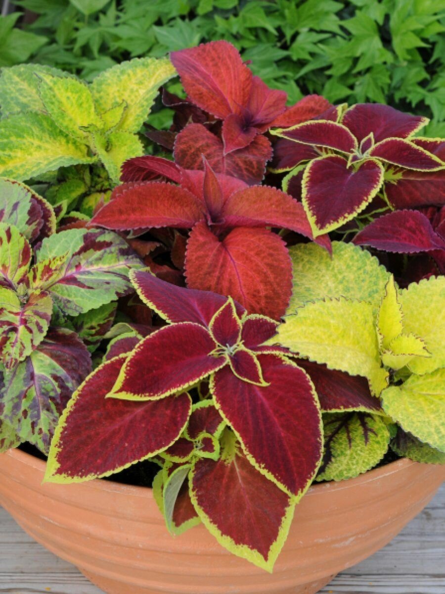 Колеус Визард 10 шт, Плазменные семена