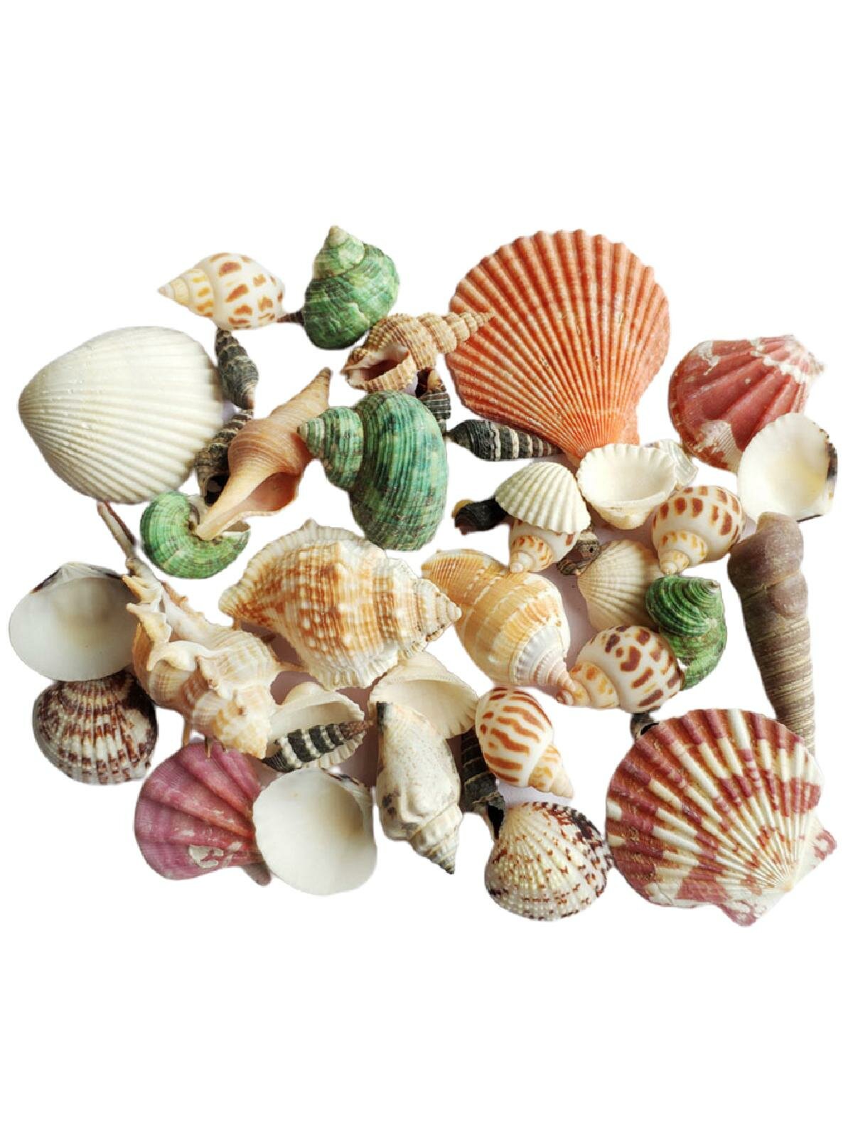 120 г натуральной Турбо ракушки Морская раковина КрабОтшельник Домашний Аквариум Практичные Ракушки Поделки Украшения Реквизит для фотографий