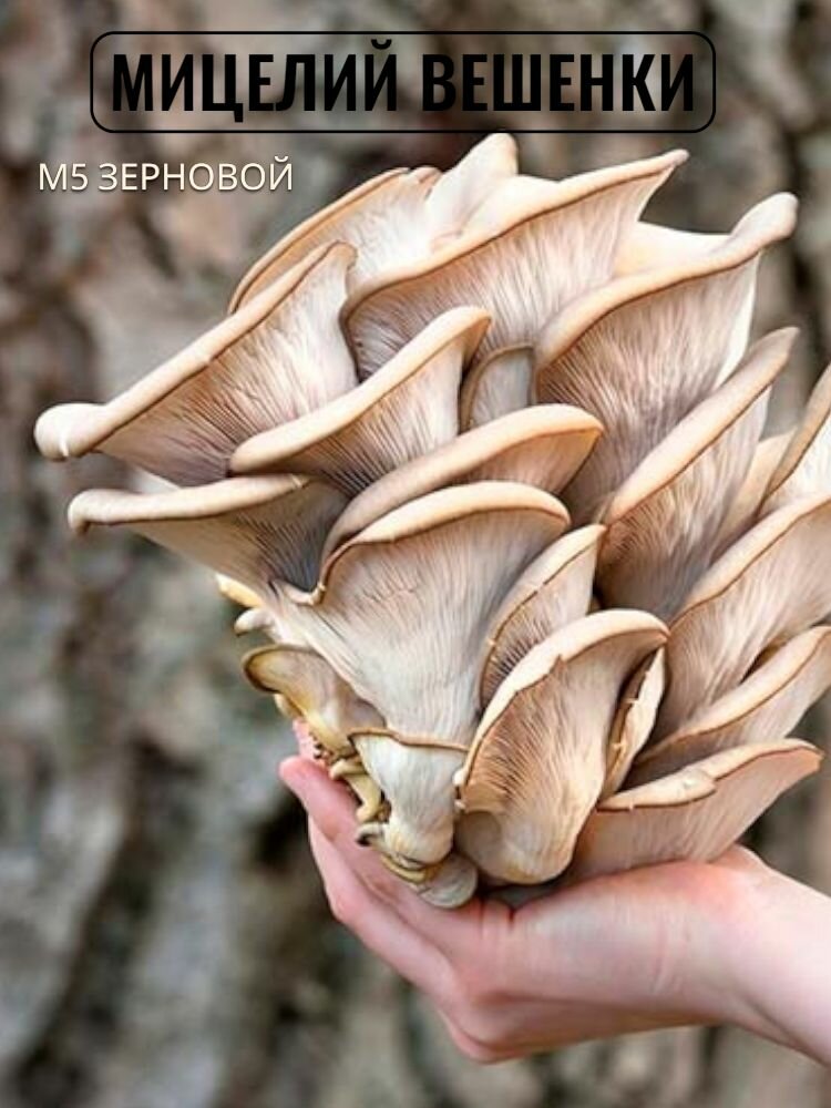Мицелий вешенки зерновой - 250 грамм