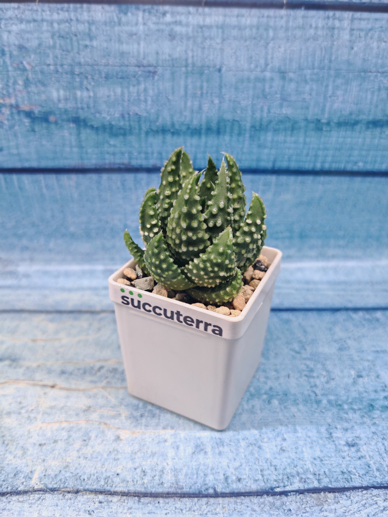 Суккулент Haworthia Margaritifera Pumila (Хавортия). Диаметр горшка 5 см. Субстрат Succuterra Classic и фирменный горшочек в комплекте.