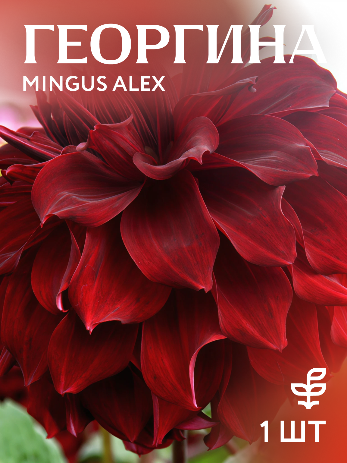 Георгины клубни многолетние крупные