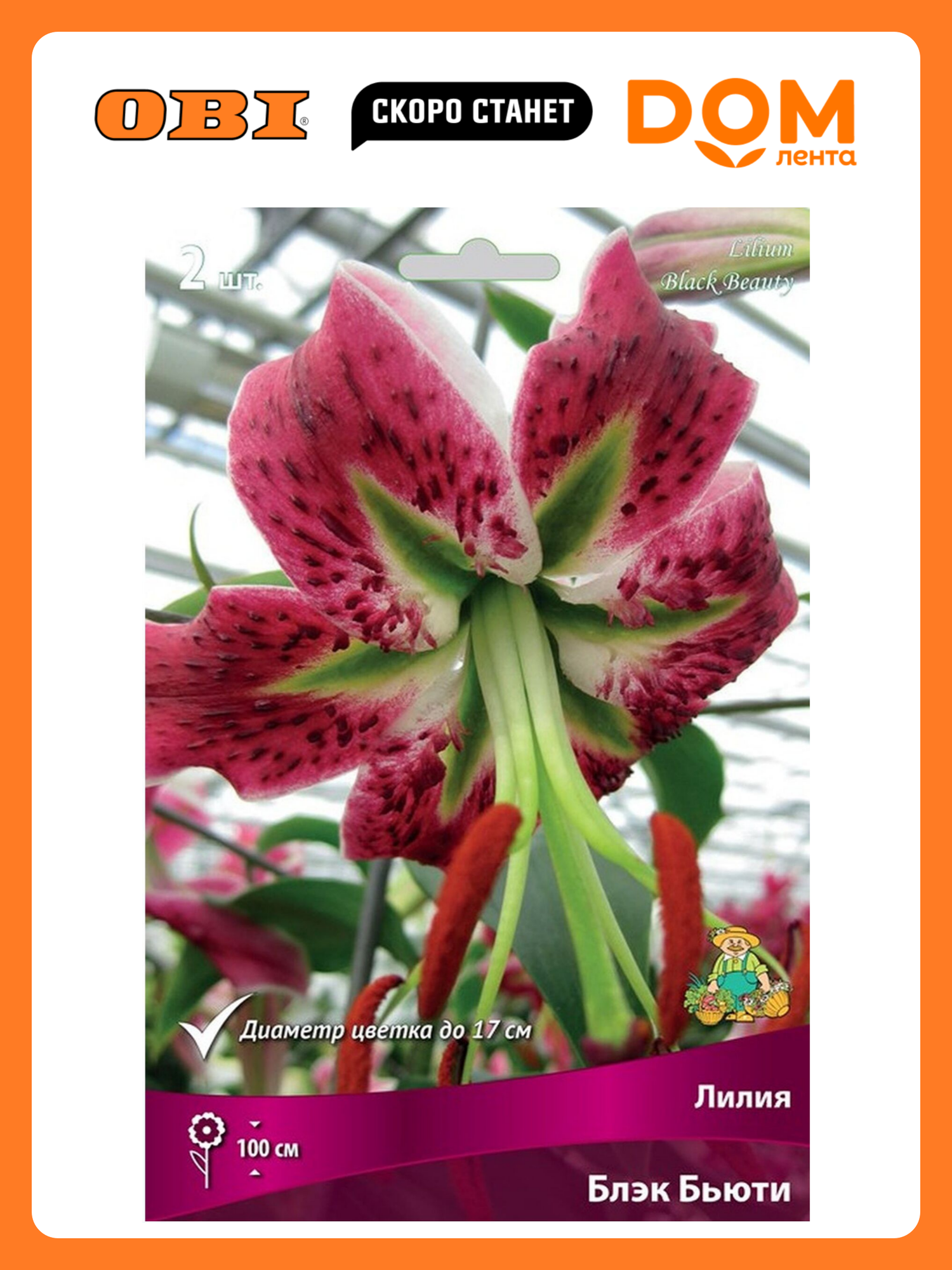 Луковица Лилии поиск Блэк Бьюти