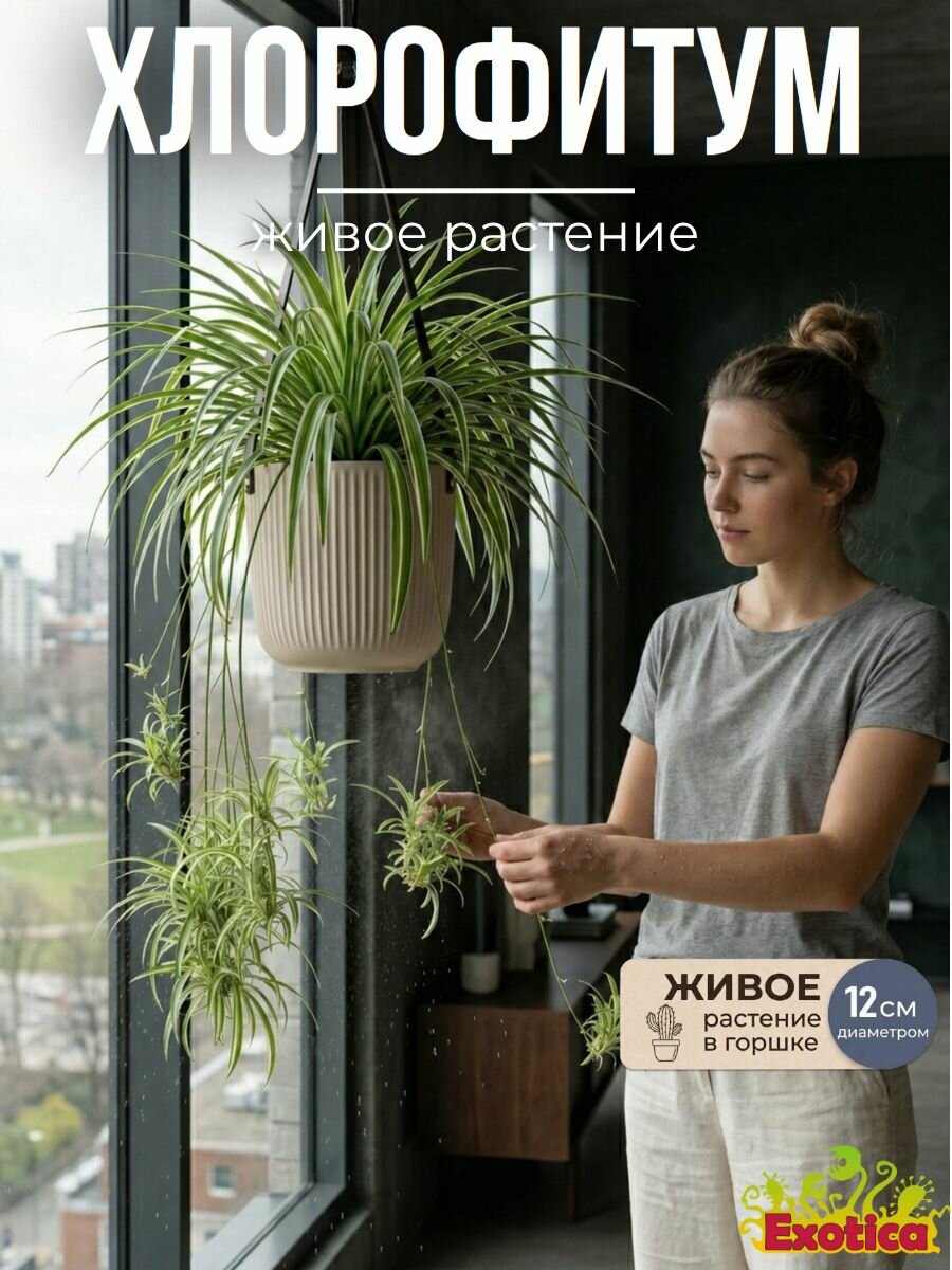 Хлорофитум Хохлатый D12см, живое растение в горшке
