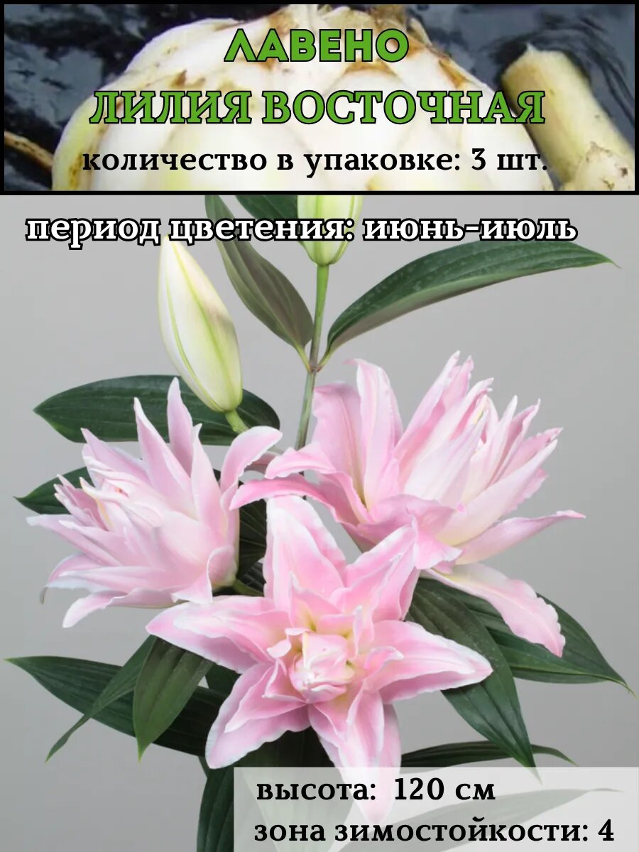 Лилия восточная, луковицы 3 штуки