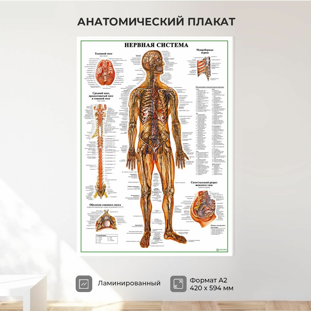 Обучающий медицинский плакат анатомия Нервная система А2