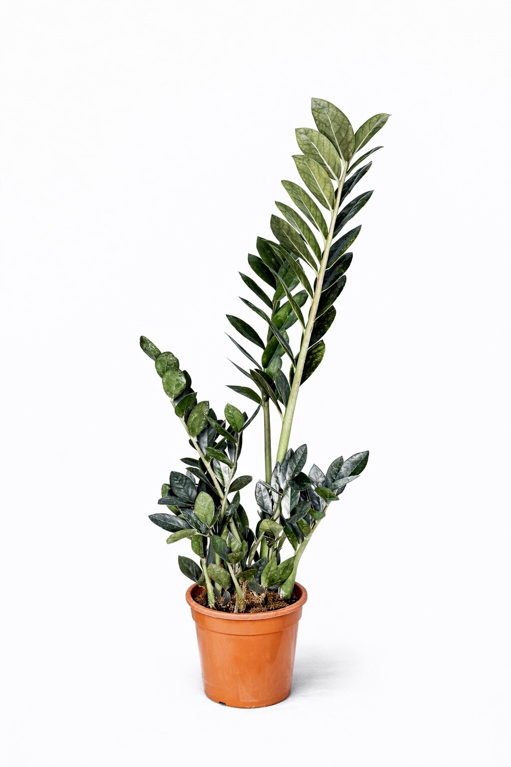 Замиокулькас Чёрный , горшок 14 см Zamioculcas Raven) — стильное растение с глубоким тёмным окрасом