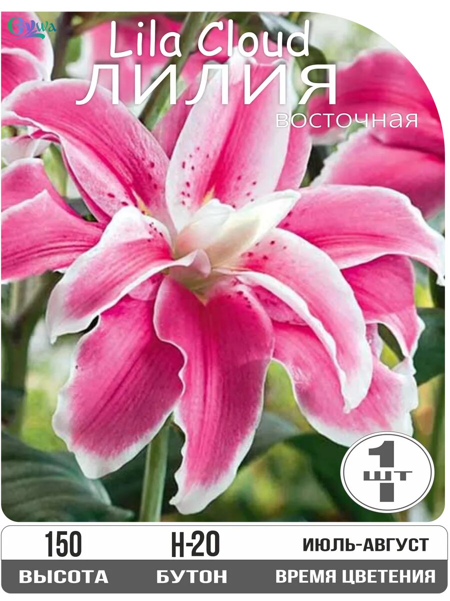 Лилия луковицы многолетние Лила Клауд, восточные, 1шт. высота 150 см