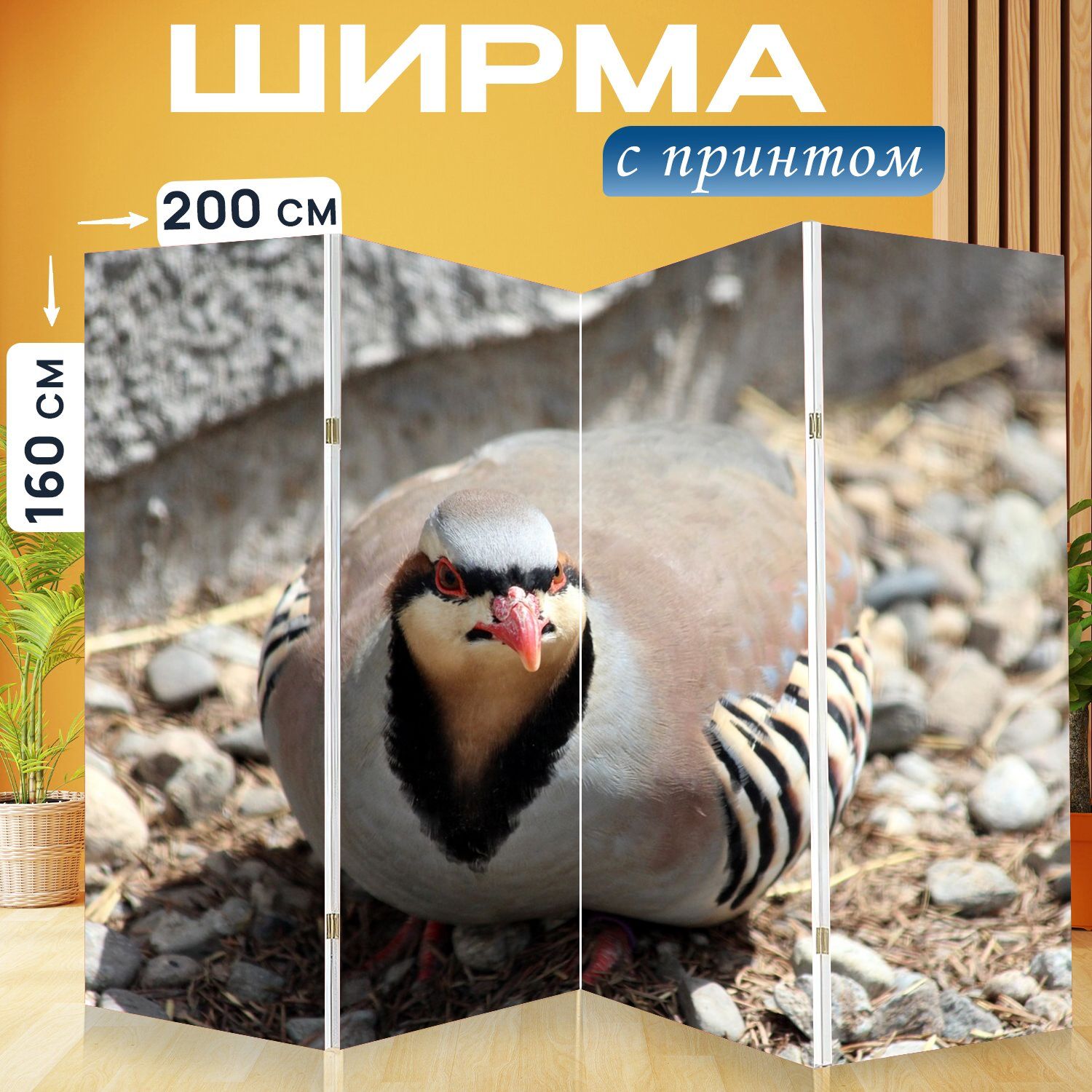 Ширма "Кеклик, каменная куропатка, alectoris graeca" перегородка для зонирования комнаты с принтом 200x160 см. на холсте