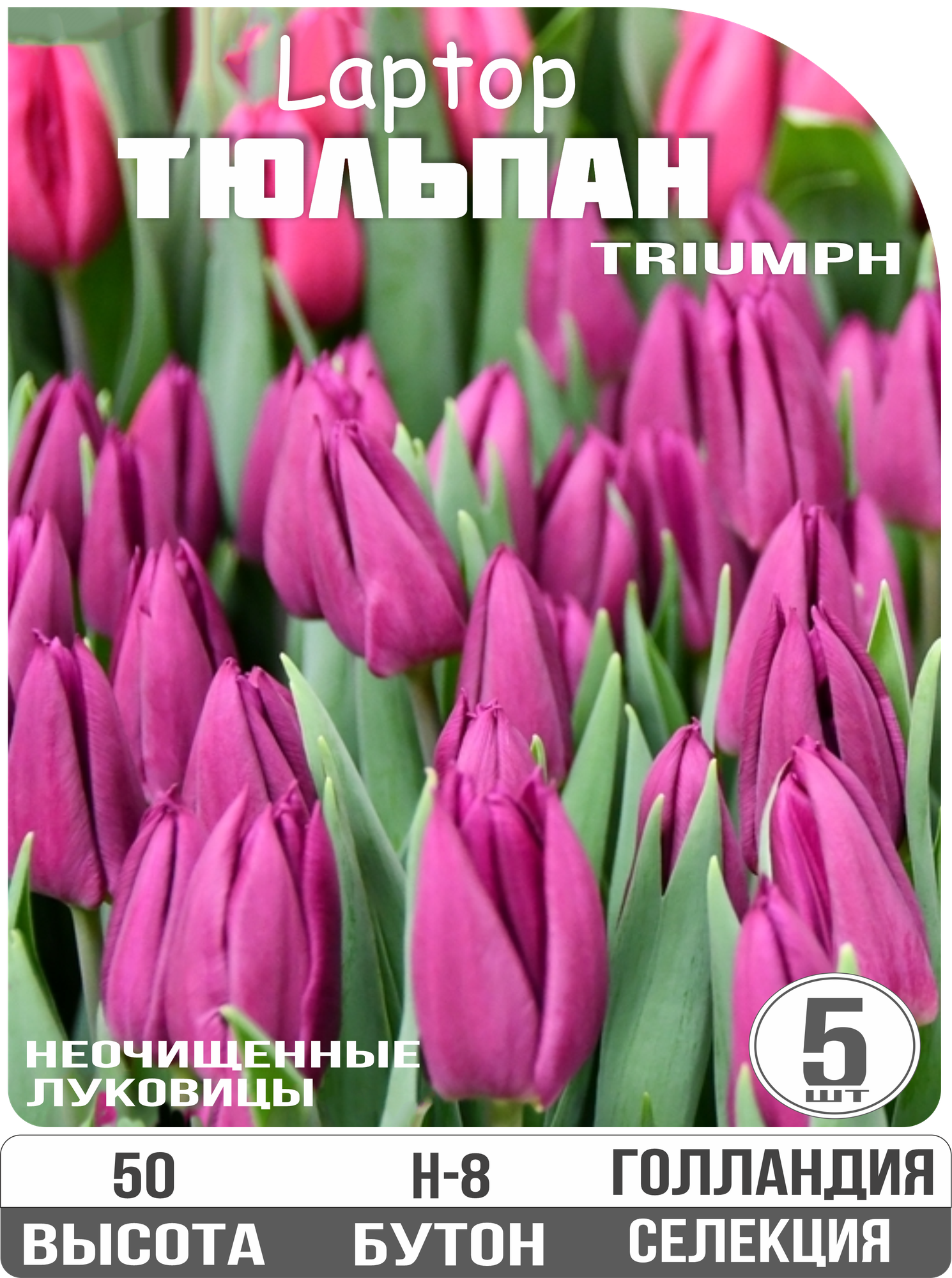Тюльпан Луковица, Лаптоп, 5шт, неочищенный, высота 50 см, фиолетовый