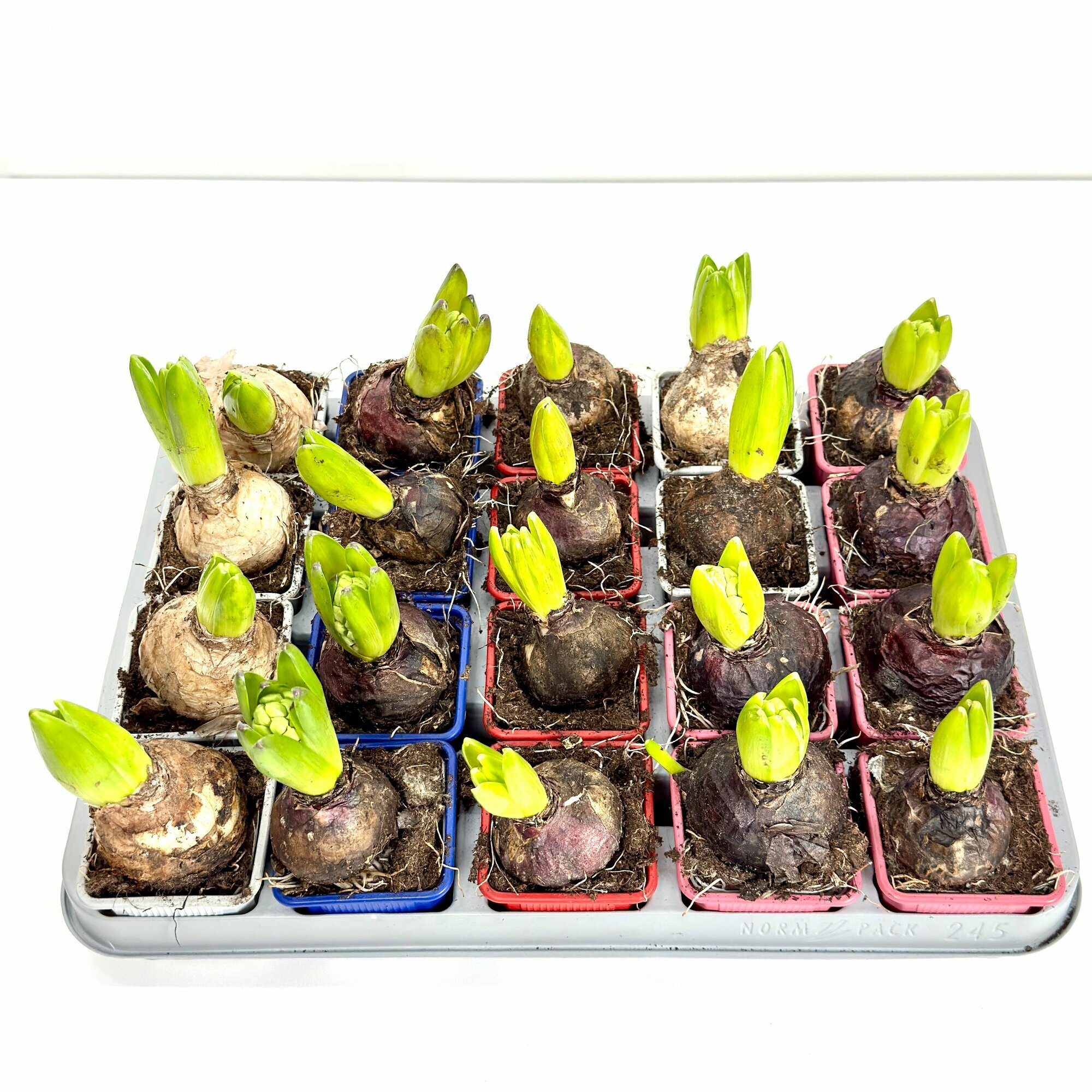 Набор 20 растений: Гиацинт 1 луковица - 20шт, высота 15-20 см, живое растение