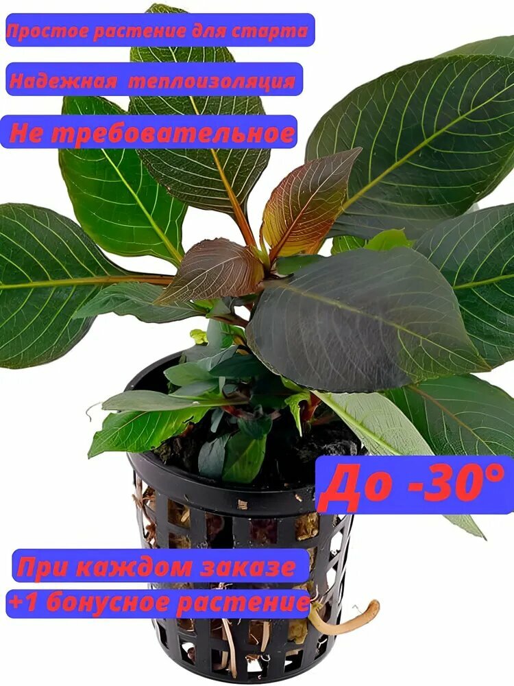 Гигрофила Лимонник . Живое аквариумное растение