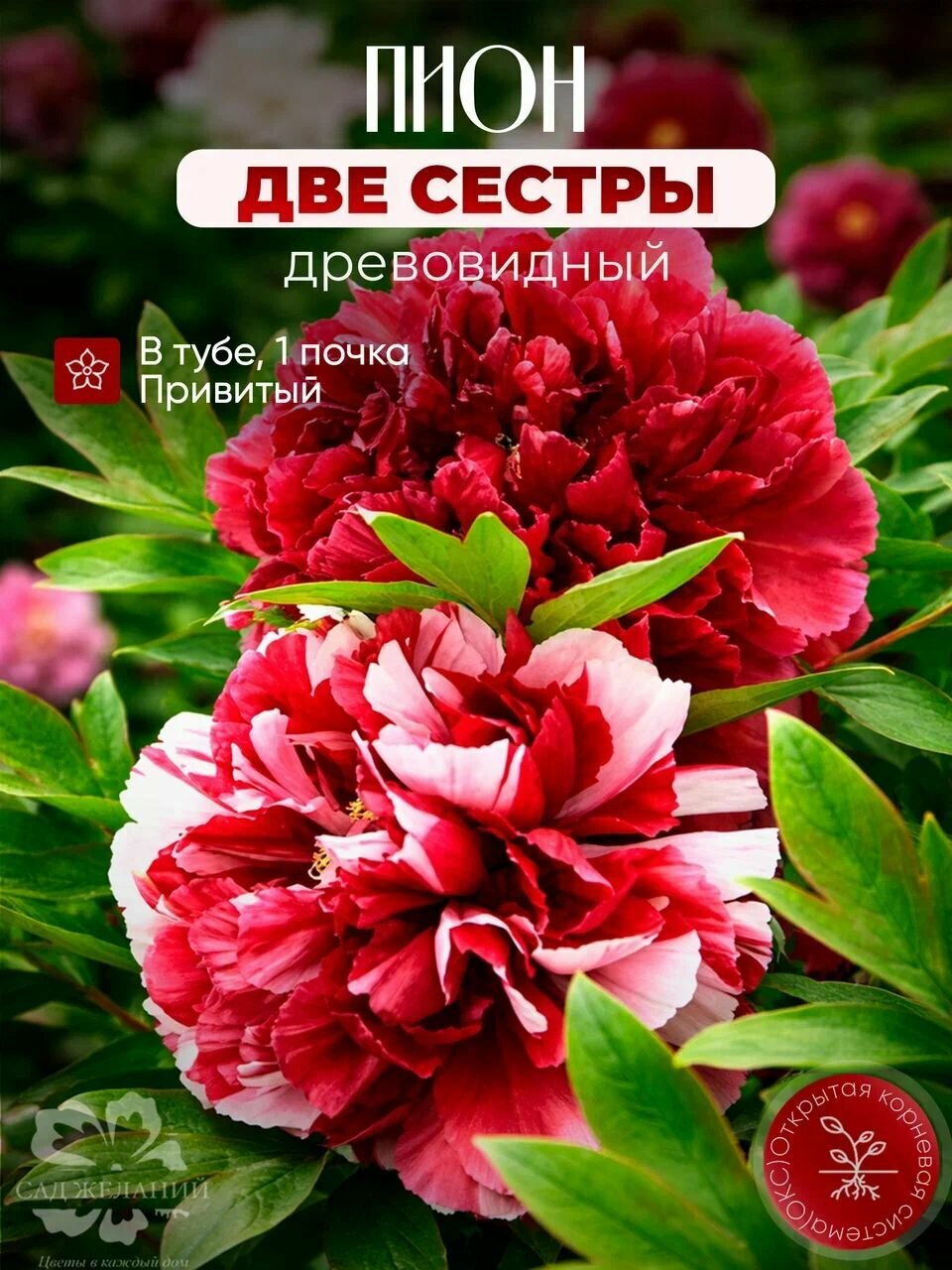 Пион древовидный Две сестры в тубе