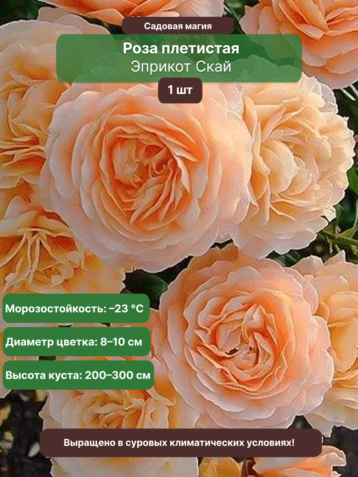 Роза плетистая "Эприкот Скай", 1 саж , многолетняя, оранжевая, белая, бежевая, желтая