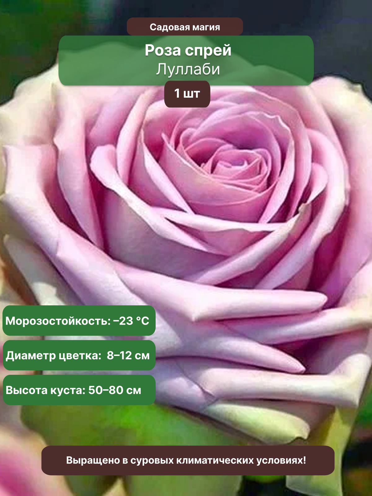 Роза спрей Луллаби, 1 саженец, многолетняя, кремовая, лиловая, светло-розовая, розовая