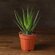 Комнатное растение LuxuryPlants "Алоэ Древовидное 25/12"