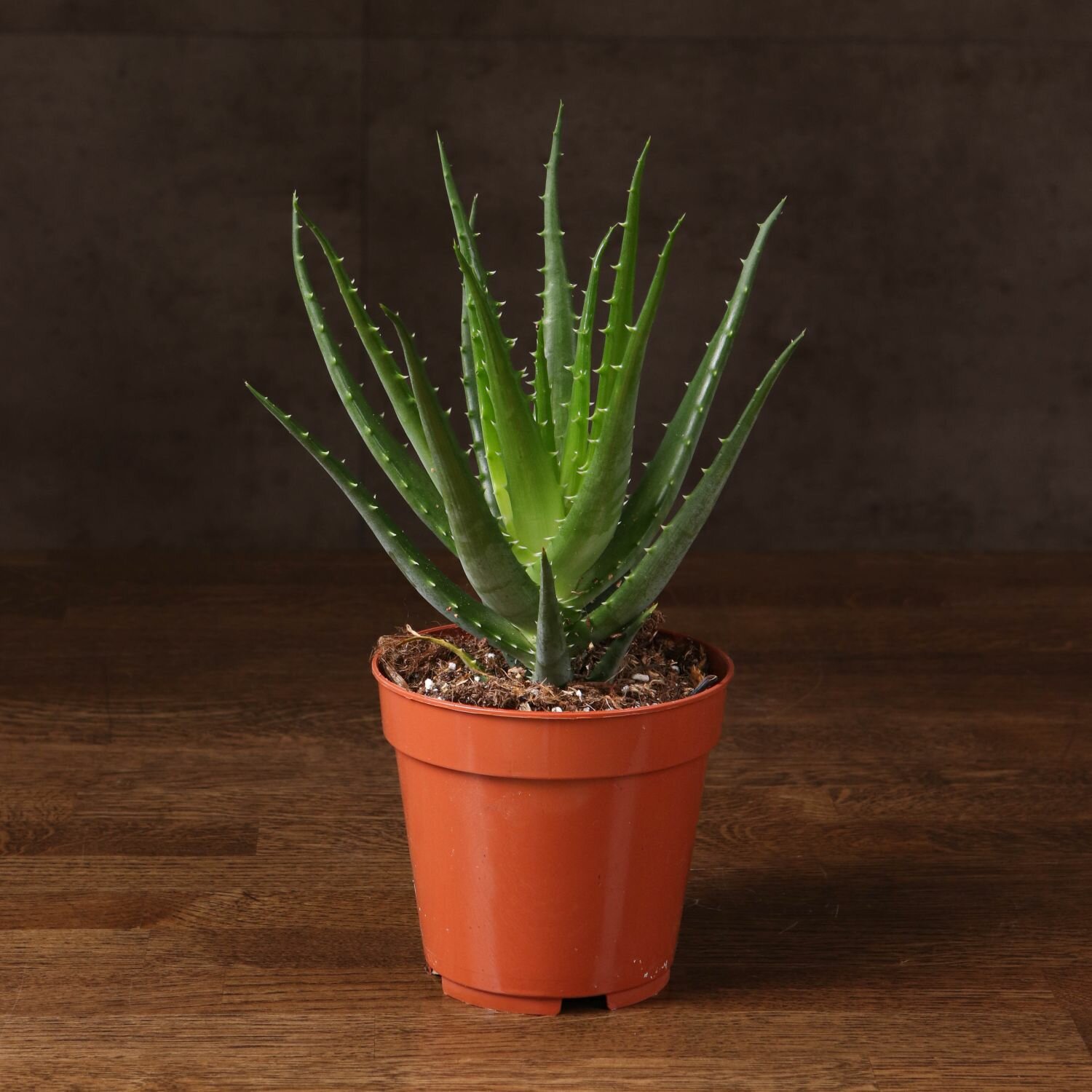 Комнатное растение LuxuryPlants "Алоэ Древовидное 25/12"